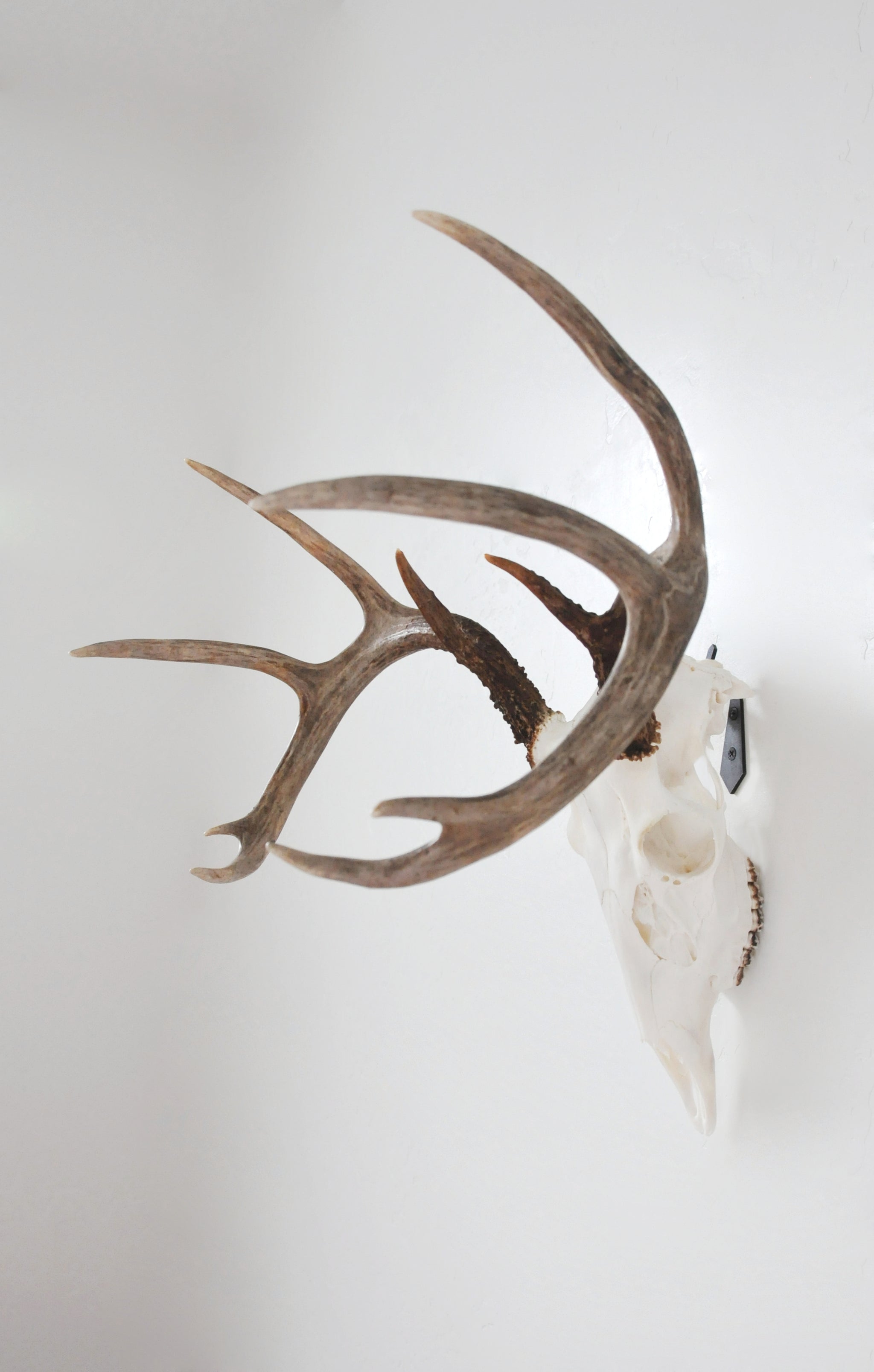 European Mount Skull Hanger | Skull Bracket – Dead On Display