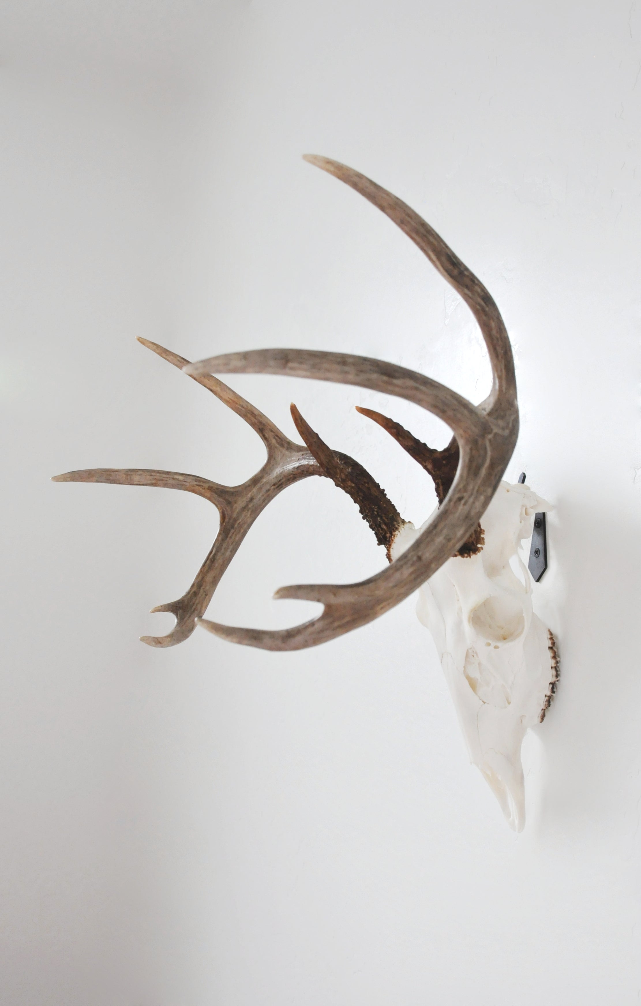 European Mount Skull Hanger | Skull Bracket – Dead On Display
