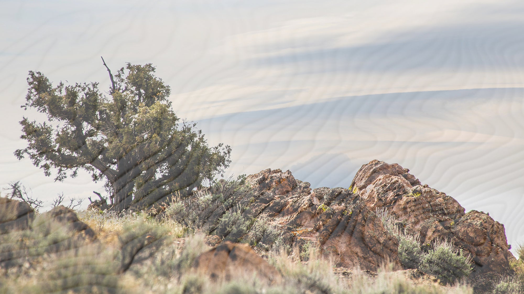 European Mount Skull Hanger | Skull Bracket – Dead On Display